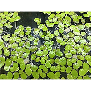 20+ Giant Duckweed, Spirodela polyrhiza, LiveFloating Plants for Pond/Aquarium