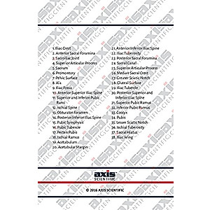 Axis Scientific Skeletal Model of The Female Pelvis | Cast from a Real Human Pelvis Skeleton | Life Size Model Shows Important Anatomy of The Pelvic Region | Includes Product Manual
