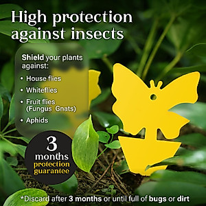 Premium Fruit Fly Traps | Double Sided Gnat Traps | Waterproof Yellow Sticky Traps are Great Outdoors | Also for Fungus Gnats, Aphids, Flies, Moths and Spiders | Pack of 25