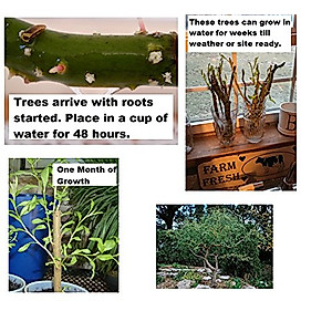 Bonsai Dwarf Japanese Curly Willow Tree Cutting - Very Rare Fast Growing Bonsai - Get A Mature Looking Bonsai Very Fast