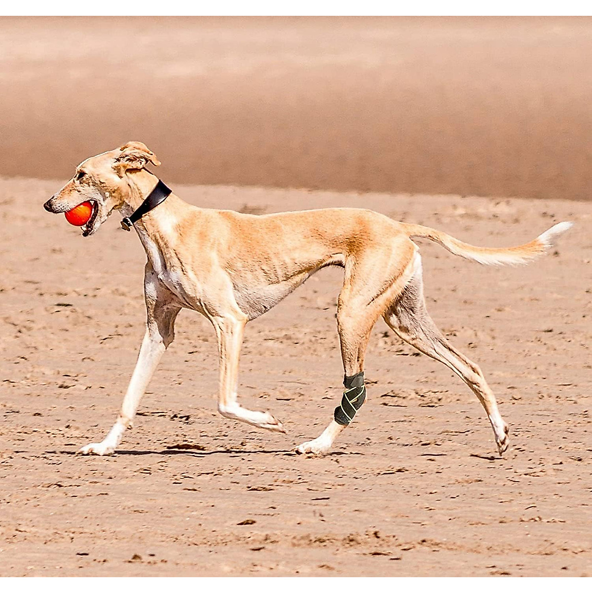 PETNEDO Dog Canine Rear Leg Hock Joint Brace for Medium and Large Dog, Compression Wrap with Straps & Metal Spring Strips Protects Wounds, Heals, Prevents Injuries and Sprains from Arthritis-S