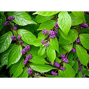 200 American Beautyberry Seeds for Growing Planting Growing Outdoor Indoor Perennial Ornaments Can Grow Pots Gift Garden