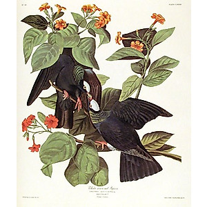 White-crowned Pigeon. From"The Birds of America" (Amsterdam Edition)