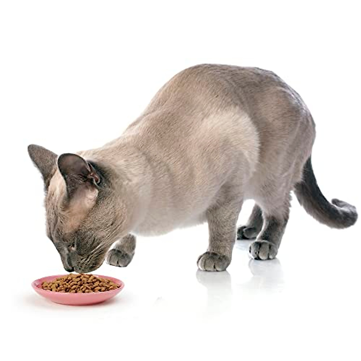 PetRageous 11035 Silly Kitty Dishwasher and Microwave Stoneware Cat Saucer 5-Inch Diameter 2.5-Ounce Capacity for Wet or Dry Cat Food Great For All Cats, Pink