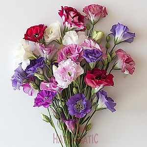 Lisianthus Seeds for Planting, Lisianthus Flower Seeds, Vibrant Blooms for Garden & Bouquets, Easy-to-Grow Variety (Pack of 100 Seeds) (Mixed)