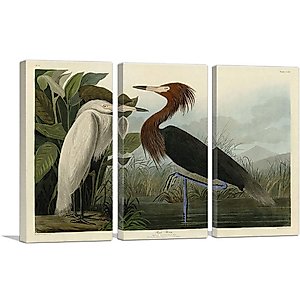 ARTCANVAS Purple Heron Canvas Art Print Stretched Framed Painting Picture Poster Giclee Wall Decor by John James Audubon - 60" x 40" (0.75" Deep) (3-Piece)