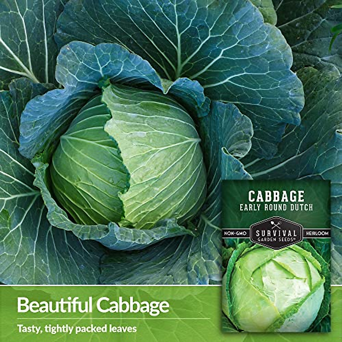 Survival Garden Seeds - Early Round Dutch Cabbage Seed for Planting - Packet with Instructions to Plant and Grow Green Cabbages in Your Home Vegetable Garden - Non-GMO Heirloom Variety