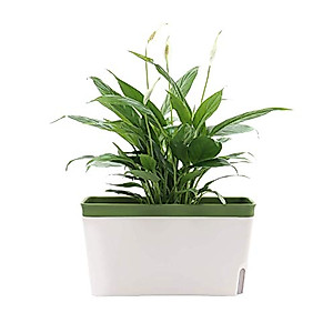 GardenBasix Self Watering Planter Pots Window Box for Indoor Plants Home Garden Modern Decorative Flower Pot for All House Herbs Succulents Set of 6 (6, Green(Rectangle))