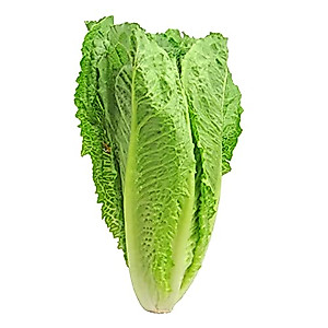 3000 Parris Island Cos Romaine Lettuce Seeds - 4+ Grams - Heirloom Non-GMO USA Grown Premium Vegetable Seeds for Planting - by RDR Seeds