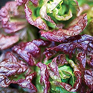 David's Garden Seeds Lettuce Butterhead Marvel of Four Seasons FBA-1248 (Purple) 200 Non-GMO, Heirloom Seeds