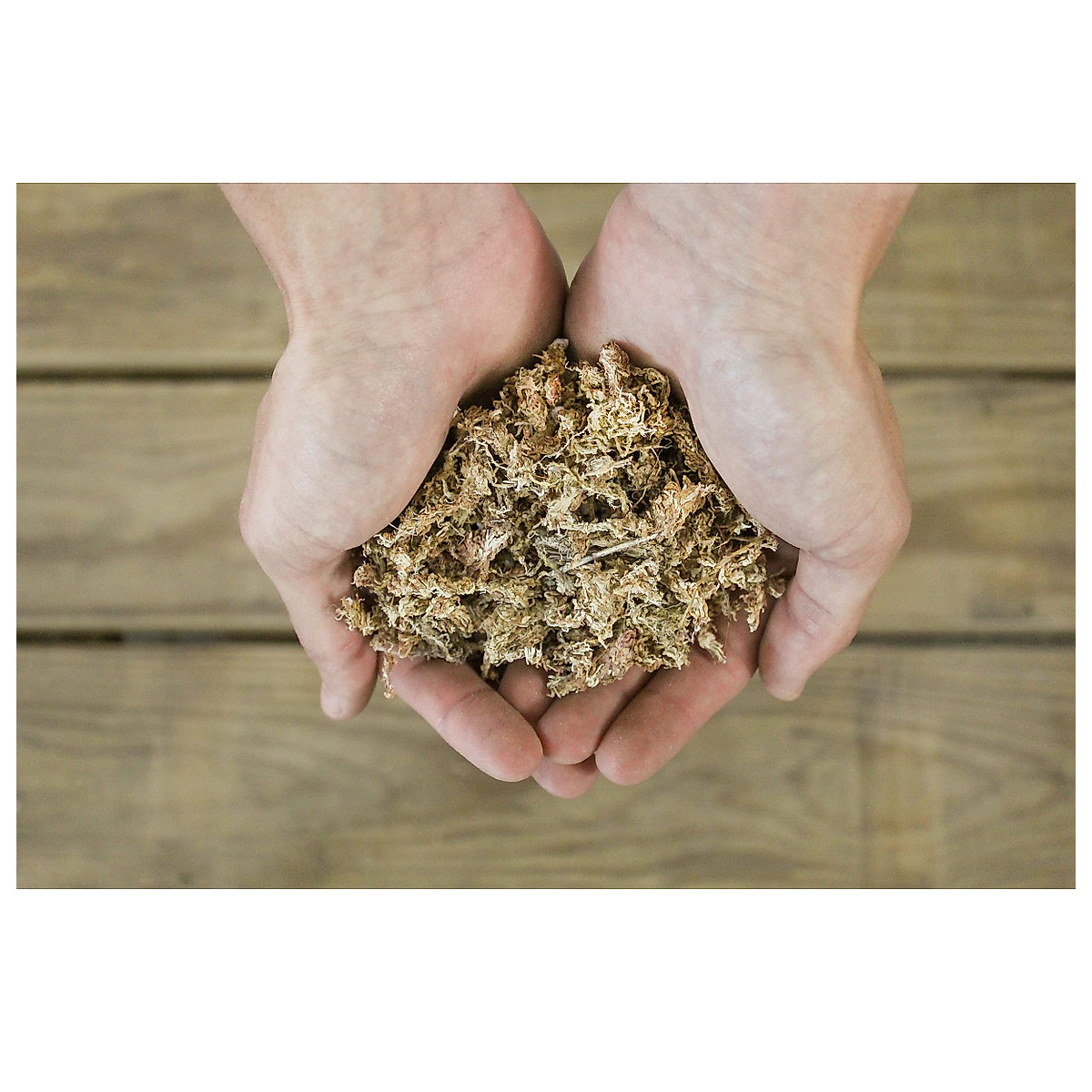 Sphagnum Moss Potting Mix (1 Quart); for Carnivorous Plants: Blend of Dried Moss with Perlite