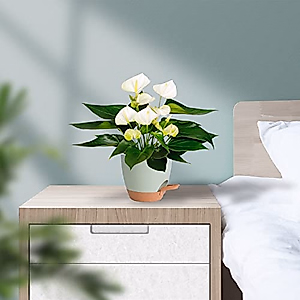 Vanslogreen Plant Pots Indoor 7/6.5/6/5.5/5 Inch Self Watering Planters for Indoor Plants with Drainage Hole, Plastic Flower Pot for Succulents, African Violet (Green)