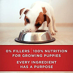 Purina ONE Plus Wet Puppy Food Classic Ground Healthy Puppy Lamb and Long Grain Rice Entree - (Pack of 12) 13 oz. Cans
