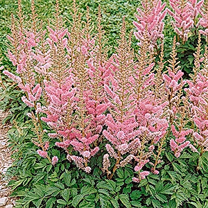 Outsidepride Astilbe Chinensis Pumila Garden Flower Plant Seed - 1000 Seeds