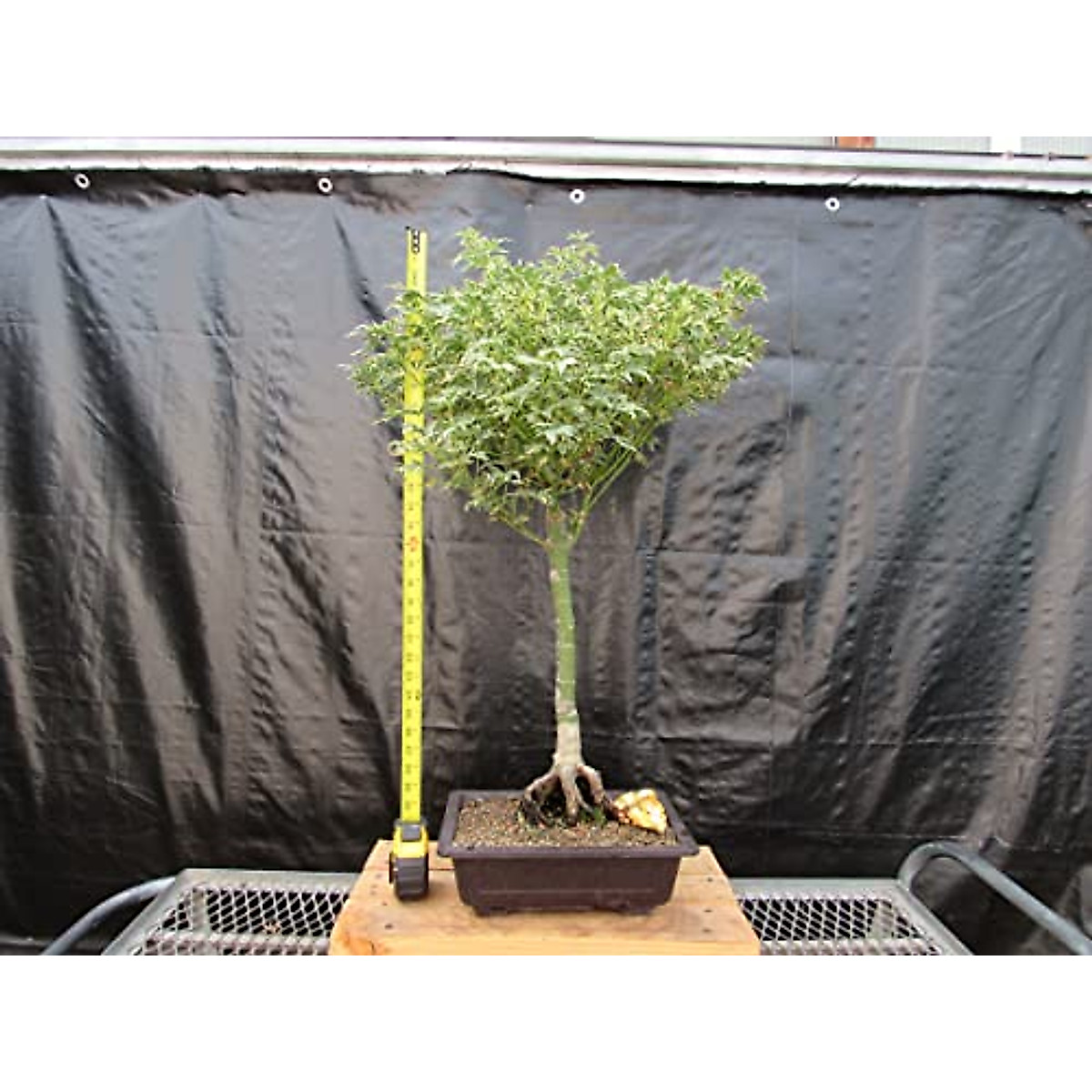 39 Year Old Japanese Butterfly Maple Specimen Bonsai Tree