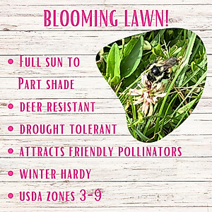 Flawn Seed Dutch White Clover Seed, Low Maintenance, Eco/Pollinator Friendly Flowering Lawn, Kid, Pet, Grass Alternative, Easy Open Compostable Pouch, Easy Spread Up to 500 SqFt