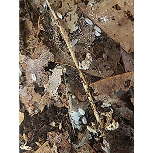 20+ Tropical Dwarf White Isopods, Micropods, Clean Up Crew, Trichorhina Tomentosa