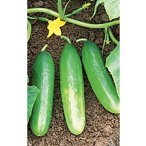 Ashley Slicing Cucumber Seeds for Planting, 50+ Heirloom Seeds Per Packet, (Isla's Garden Seeds), Non GMO Seeds, Botanical Name: Cucumis sativus, Great Home Garden Gift