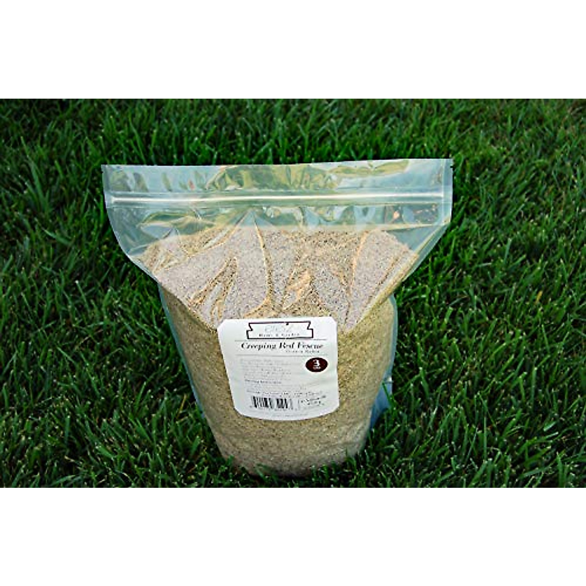 Creeping Red Fescue Seed by Eretz (3lb) - CHOOSE SIZE! Willamette Valley Oregon Grown, No Fillers, No Weed or Other Crop Seeds, Premium Shade Grass Seed.