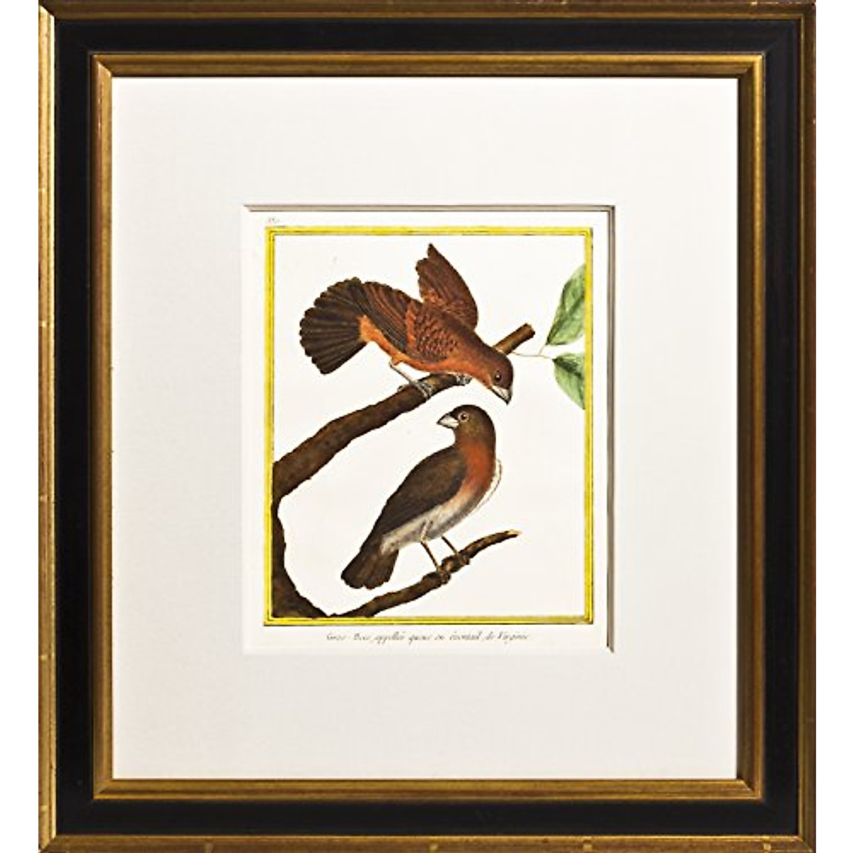 Plate 380: Gros-Becs, appelles' queue en eventail, de Virginie