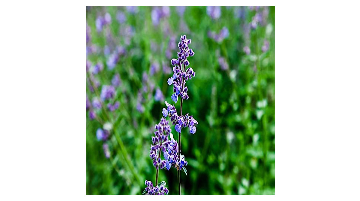 Buy Catmint Seeds - Blue Wonder Perennial for Gardens
