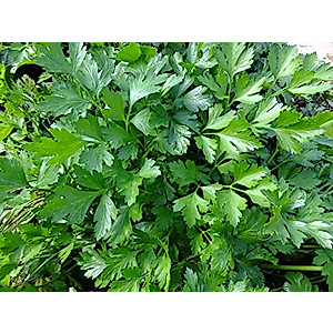 TKE Farms - Italian Flat Leaf Parsley Seeds for Planting, 1 Gram ≈ 600 Seeds, Petroselinum crispum
