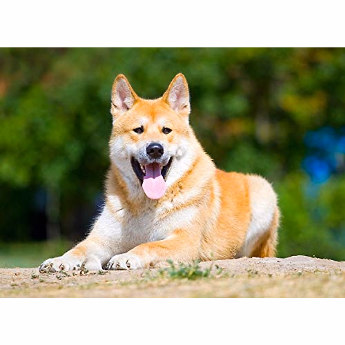 PET SUPPLEMENTS & NUTRITION LLC Dog Immune Support - Advanced Dog Immune Support - Veterinarian Recommended Complex - Dog Turmeric Treat - 1 Bottle (60 Treats)