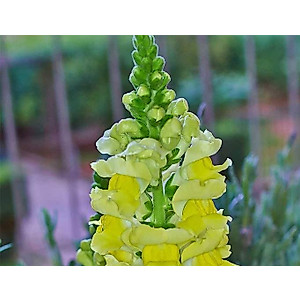 David's Garden Seeds Flower Snapdragon Sonnet Series Yellow 2233 (Yellow) 25 Non-GMO, Heirloom Seeds