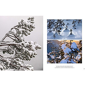 Trees: Between Earth and Heaven