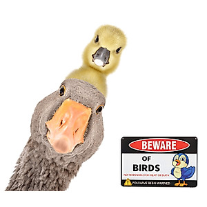 Venicor Bird Sign Decor - 8 x 12 Inches - Aluminum - Bird Gifts for Bird Lovers Women Owners - Bird Decorations for the Home Accessories Wall Art Stuff