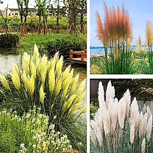 1000+ Mix Pampas Grass Seeds for Planting Heirloom Ornamental Plants Decor Garden Tall Feathery Blooms Blue White Pink Red Yellow