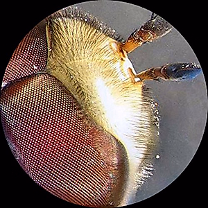 AmScope SE120 Portable Binocular Stereo Microscope, WF10x Eyepieces, 20X Magnification, 2X Objective, LED Lighting, Reversible Black/White Stage Plate, Track-Controlled Table Stand, Battery Powered