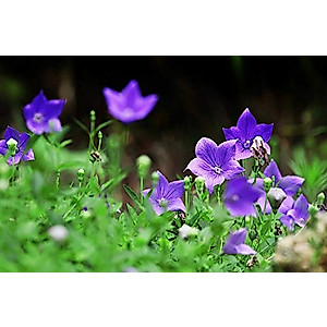 100+ Peachleafed Bellflower Campanula Flower Seeds Purple Blue Perennial Garden Beauty
