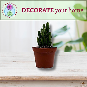 BubbleBlooms Fairy Castle Cactus, Acanthocereus Tetragonus, Night-Blooming Cereus, Triangle Cactus, 4 inch Pot