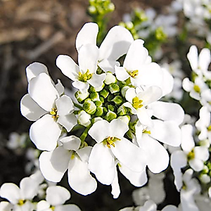 Iberis Sempervirens Seeds Evergreen Candytuft Perennial Ground Cover Showy Attracts Butterflies Drought Tolerant Deer Resistant Rock Garden Outdoor 100Pcs Flower Seeds by YEGAOL Garden