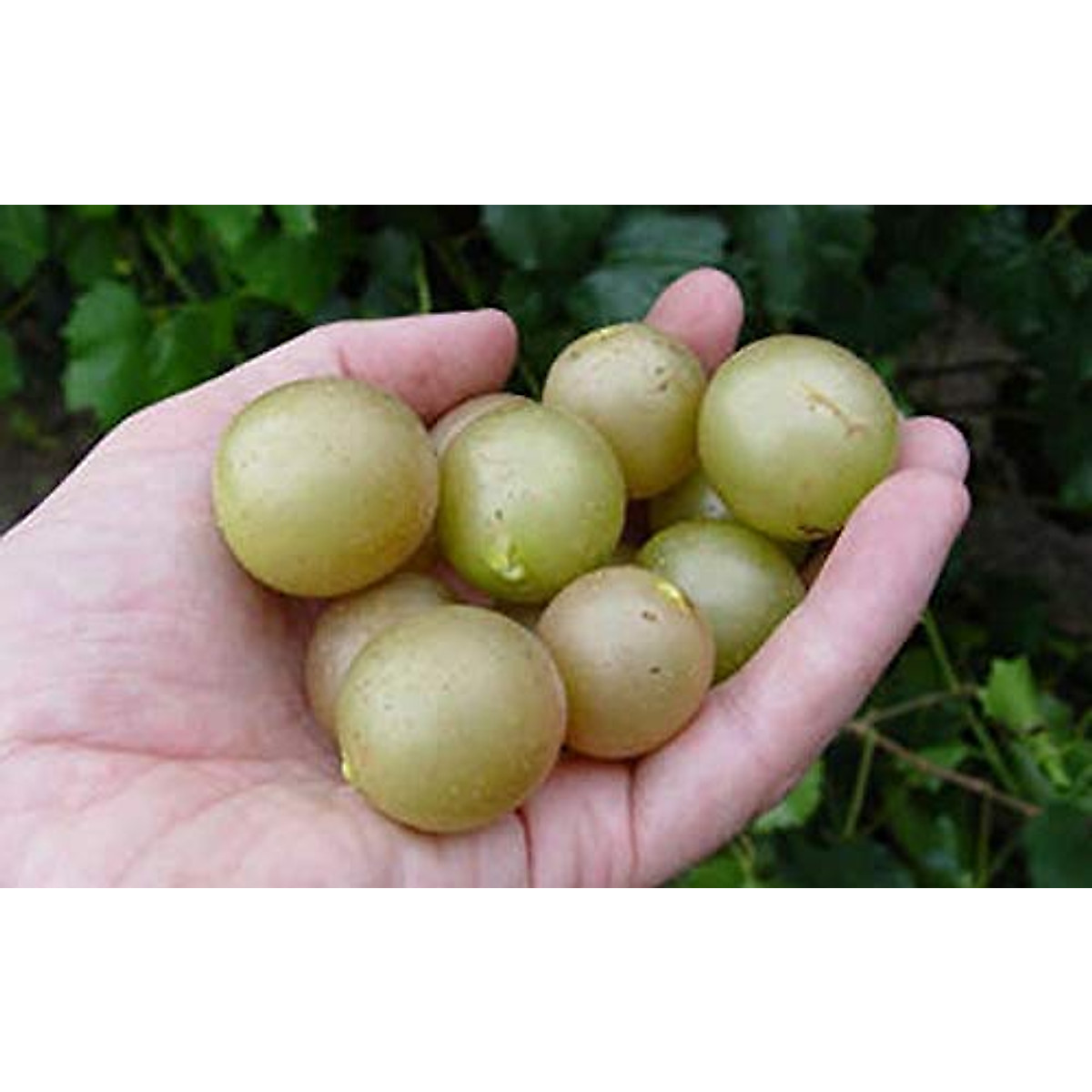 1128-Scuppernong/Muscadine,White,Tame (Vitis rotundifolia) Seeds by Robsrareandgiantseeds UPC0764425787334 Non-GMO,Organic,Historic Plants, Bonsai,1128 Package of 5 Seeds