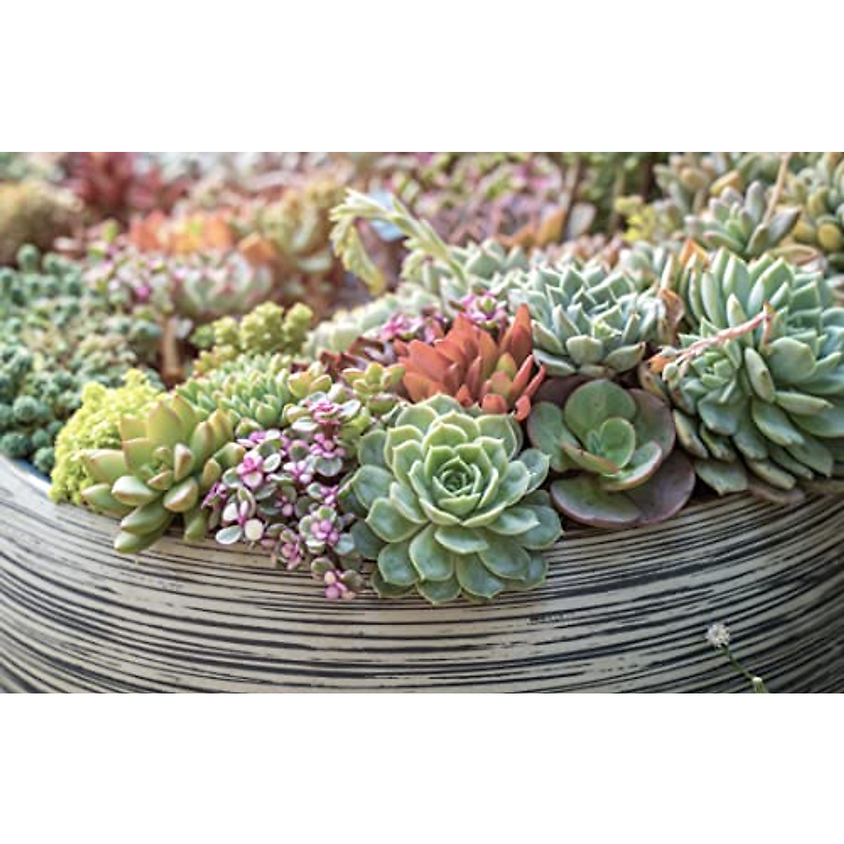 Altman Plants, Live Succulents Plants (50 Pack), Nursery Pots Variety Pack, Bulk Succulents Plants Live Plants Indoor Plants Live House Plants Indoors Live Indoor Plants Live Houseplants Live Indoor