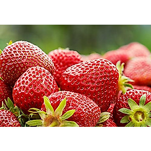 400+ Mix Strawberry Seeds for Planting - Heirloom Non-GMO Red Yellow Blue White Climbing Strawberry - Everbearing Fruit Plant Home Garden Sweet and Delicious
