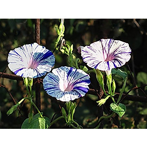RAISE ME UP: Seeds Morning Glory Harlequin Mix Annual Flowers