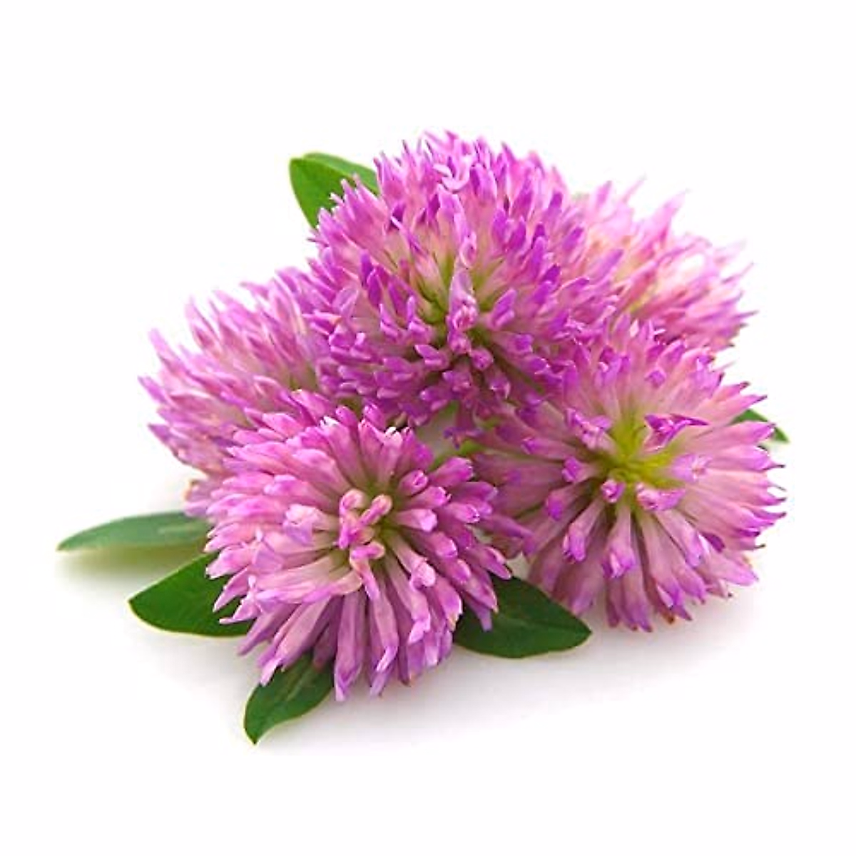 Todd's Seeds Red Clover Seeds, Non-GMO, Chemical Free, High Germination (1/4 Pound)