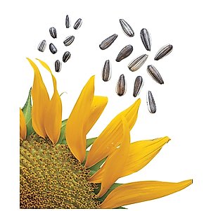 Burpee Super Snack Sunflower Seeds 50 seeds
