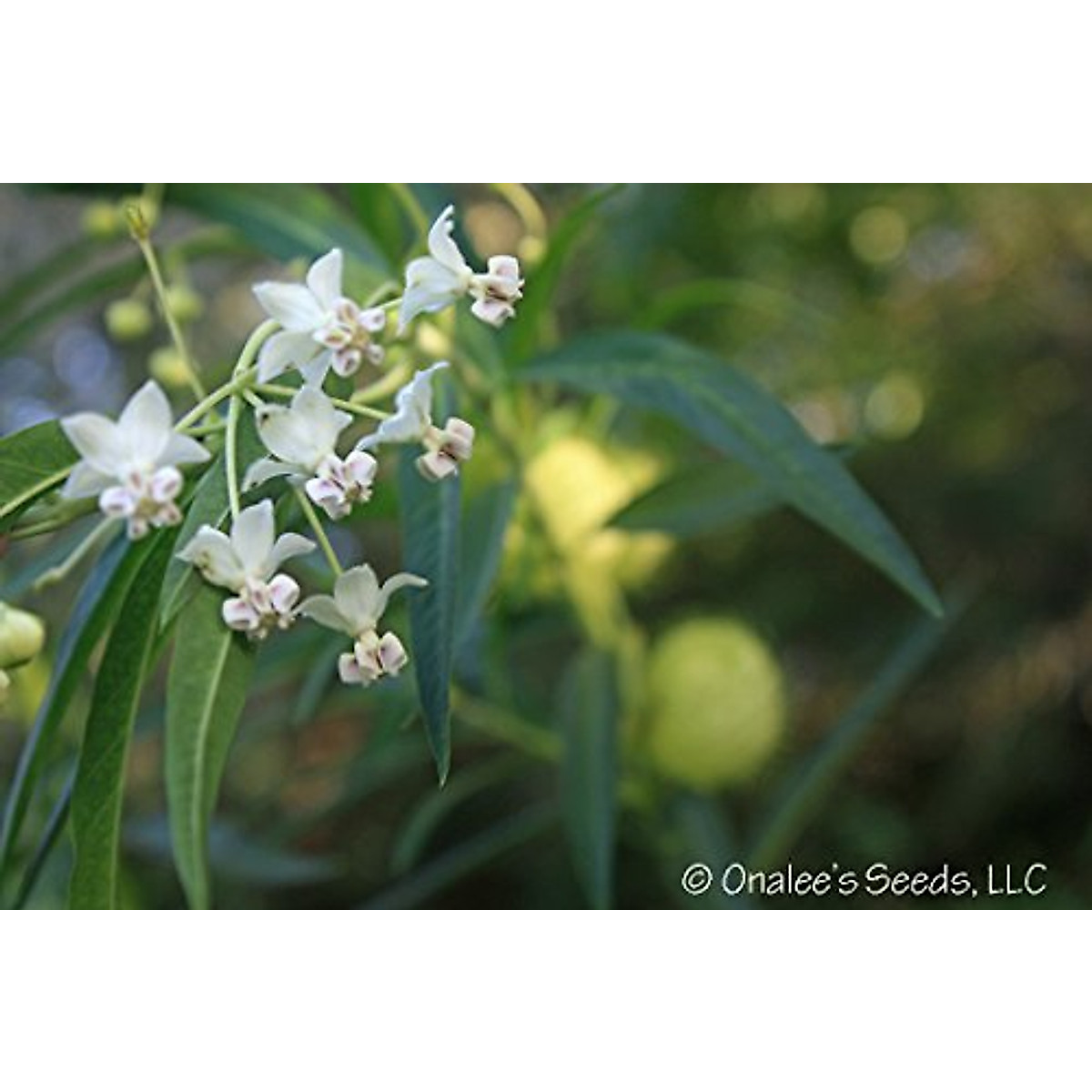 Butterfly Milk Weed Balloon Plant, Butterfly Garden, Butterfly Weed, Hairy Balls, Fur Balls, Cotton-Bush, Oscar, Giant Swan Milkweed, Asclepias Physoca (24+ Seeds) Grown in and Shipped from The USA.