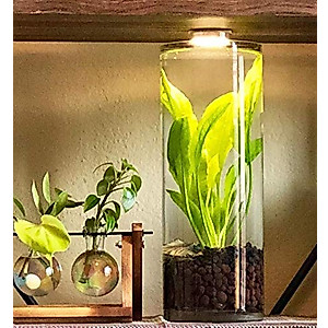 Planterest – Amazon Sword Bundle Medium Easy Background Live Aquarium Plant Decorations BUY2GET1FREE