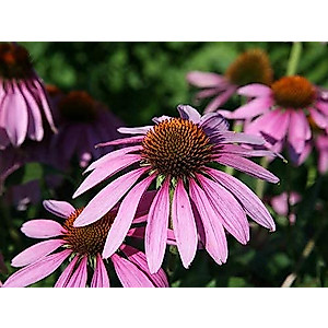 David's Garden Seeds Flower Native Texas Coneflower Purple 2424 (Purple) 200 Non-GMO, Heirloom Seeds