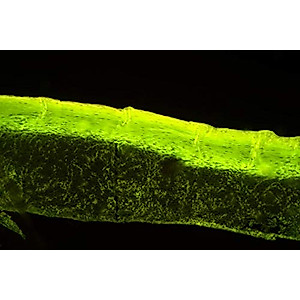 Labomed HD VGA Digital Camera (3.2MP)