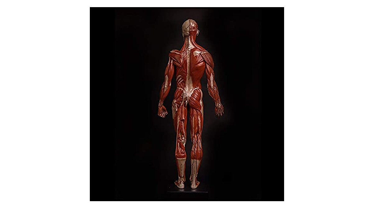 Male Anatomy Model | 23.6 Inch Ecorche Figure