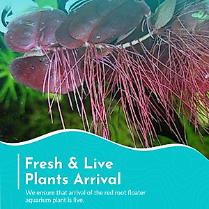 Canton Aquatics - 30+ Red Root Floater - Live Aquarium Plants - 4oz Cup