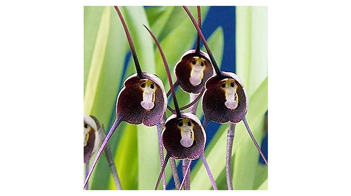 Rare Monkey Face Orchid Seeds - Exotic Dracula Simia Blooms!