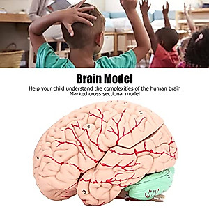 Kadimendium Human Brain Model Anatomy Removable Skullcap PVC Skull Model Anatomical Skull Model Anatomical Model with Manual for School Home Study