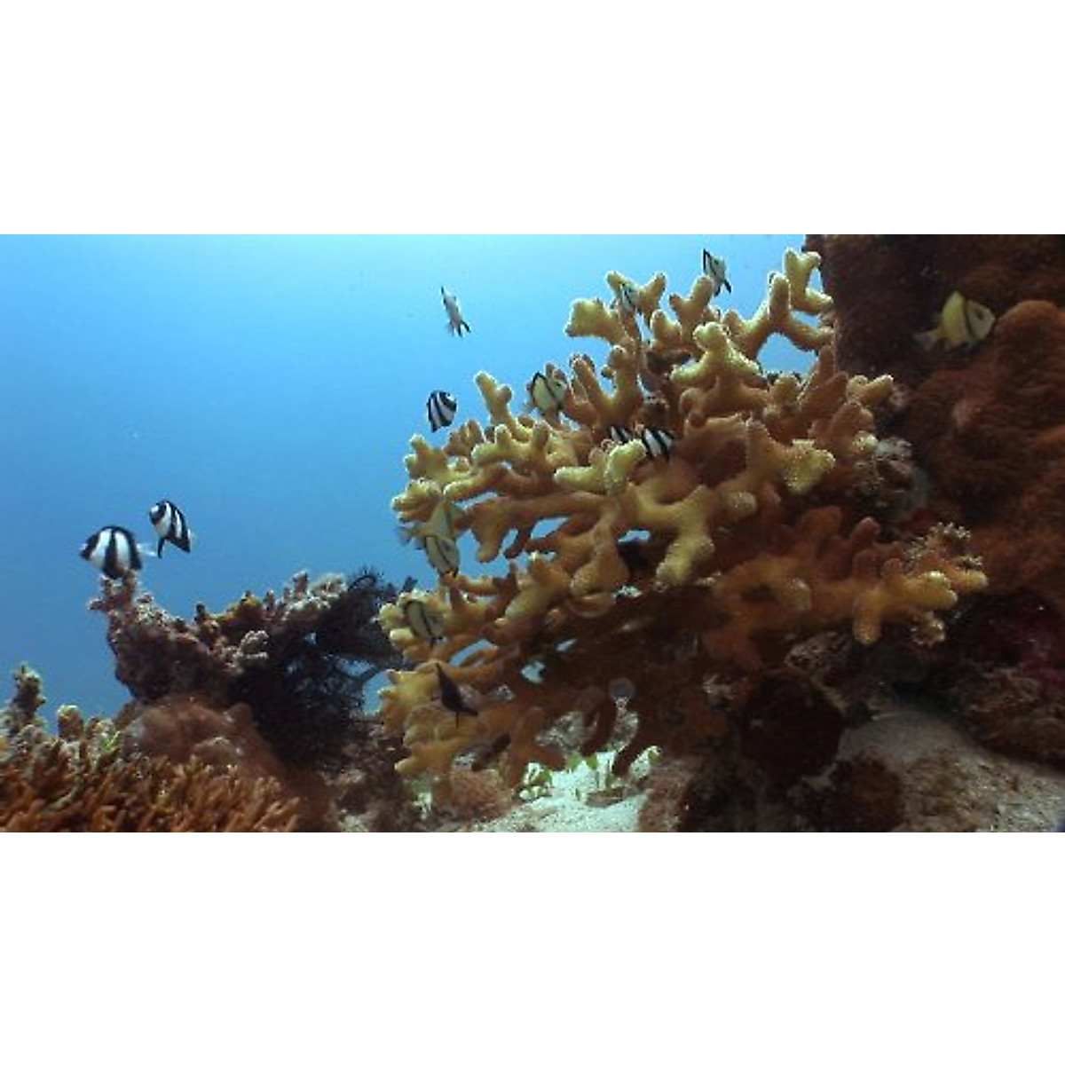 Plasmaquarium: Vol. Two - Ultra Coral Reef Aquarium (Widescreen)